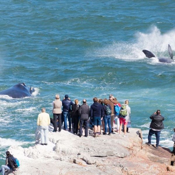 Secret Hermanus | 5 things we love about this Overberg town