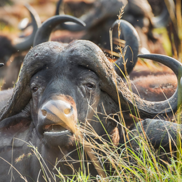 SA's Best Bush Breaks | Top 5 Reserves in Mpumalanga