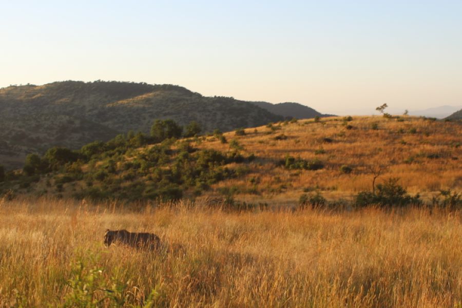 Pilanesberg Reserve: The History and the Highlights