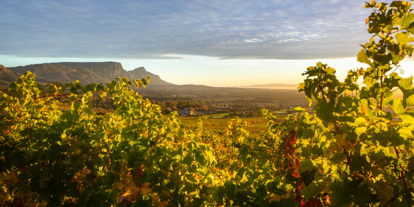 Constantia Wine Route | Top Cape Town wine tasting experiences