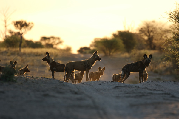 SA's Best Bush Breaks | Plan an affordable Safari right on your doorstep