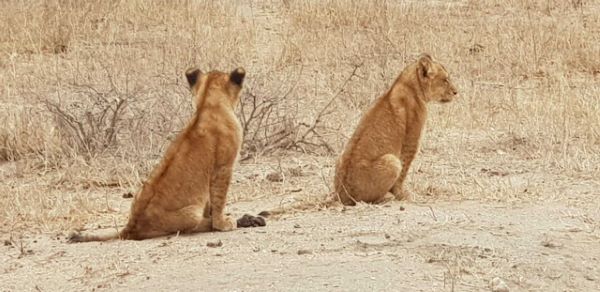 Jabulani Safari | A Family Affair